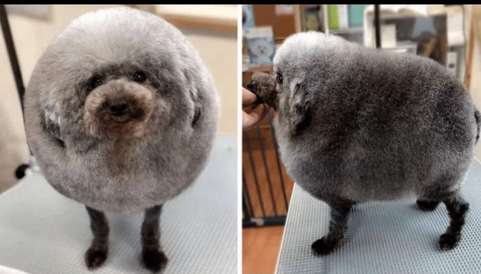 Much round such wow - 9GAG