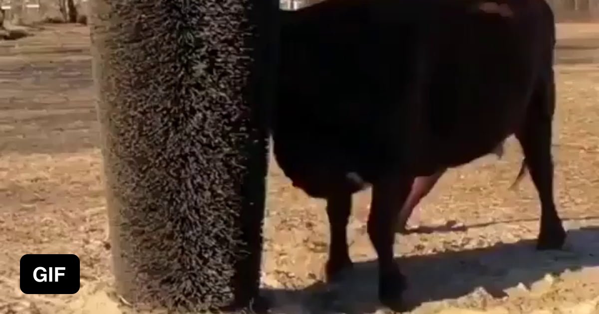 How happy this cow is about their new scratching post - 9GAG