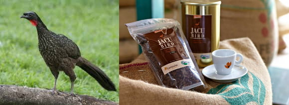 This Bird is commonly known as Jacu, eats coffee seeds, their stomach ...