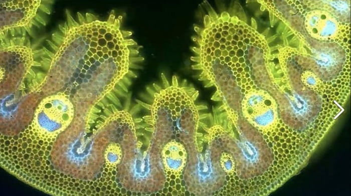 This is what grass looks like under a microscope :p - 9GAG