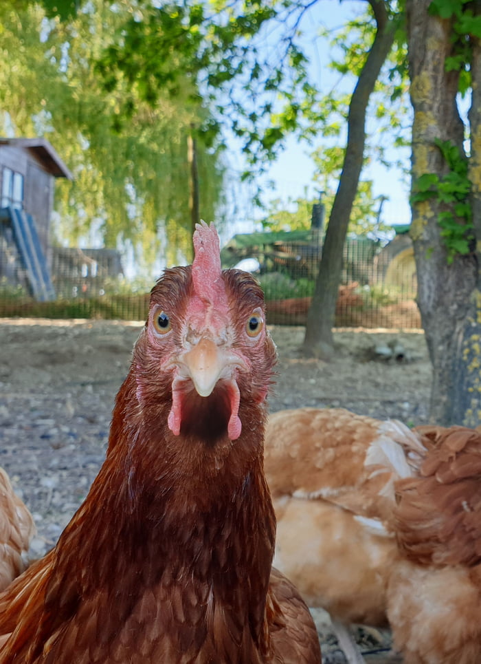 Chicken of Judgement - 9GAG