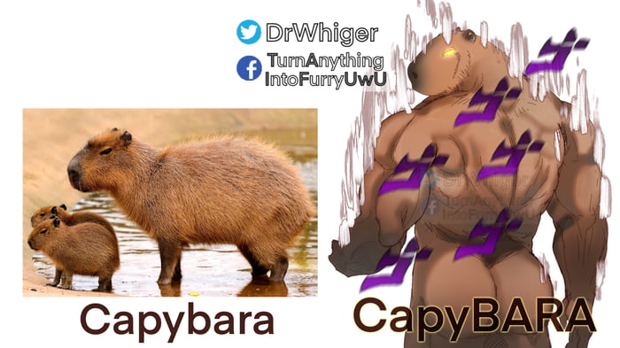 CapyBARA - 9GAG