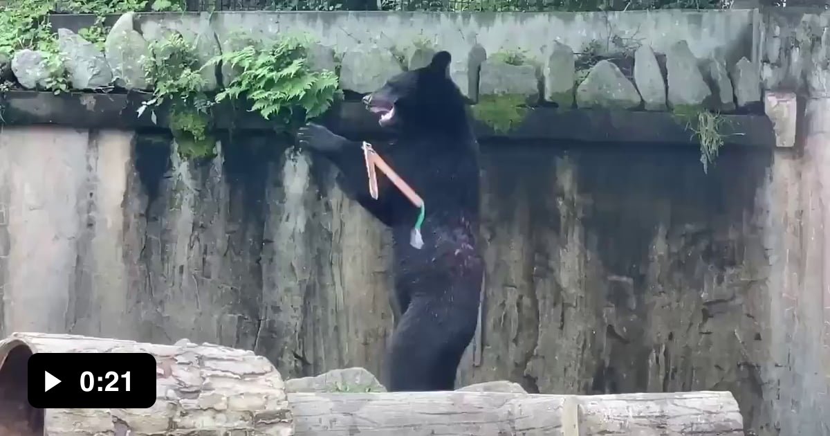 A bear with nunchucks in 2020. Now I have seen everything - 9GAG