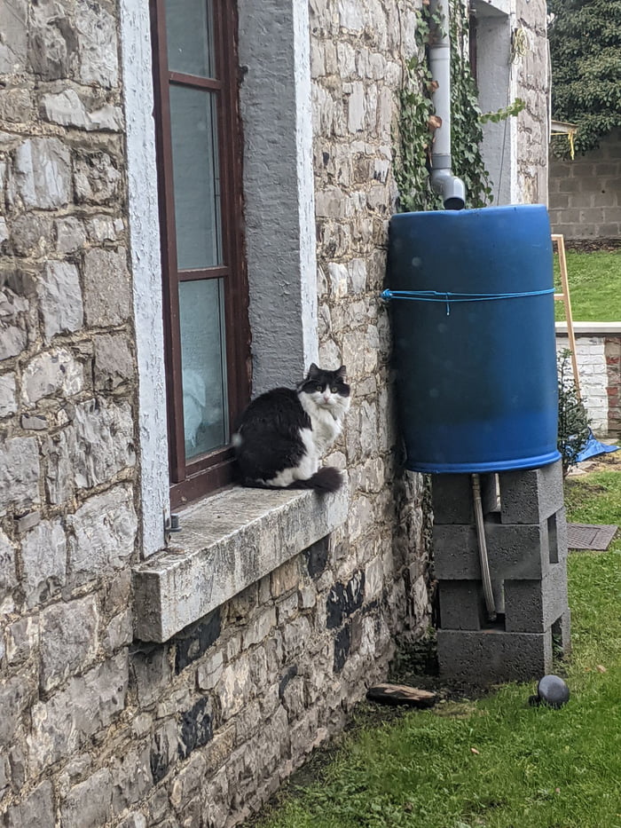 Mom there's a weird cat outside ! Mom! - 9GAG