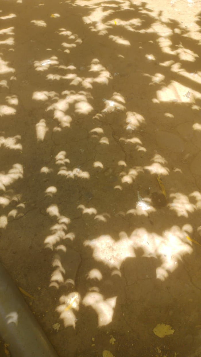 The shadow of the tree leaves in a total eclipse in Chile - 9GAG