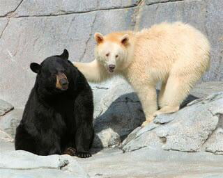 This is not a polar bear. This is a REAL albino black bear, with his ...