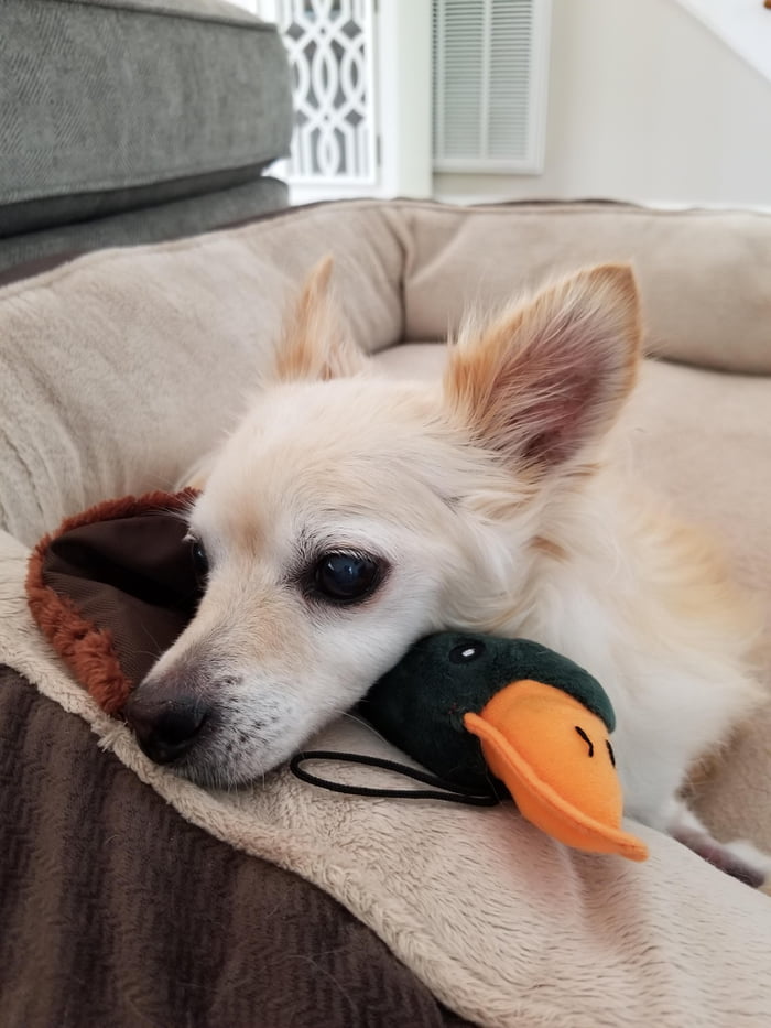 Some days, you just need to relax with your favorite ducky. - 9GAG
