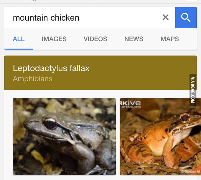 They named this frog the f**king mountain chicken - 9GAG