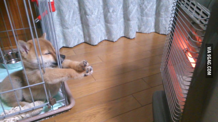 Baby doge feels cold... - 9GAG