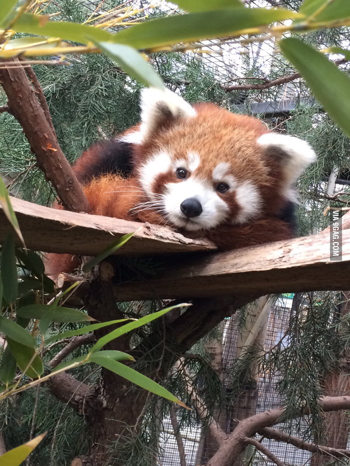 Meet Parker, a red panda cub I care for at our local zoo. - 9GAG