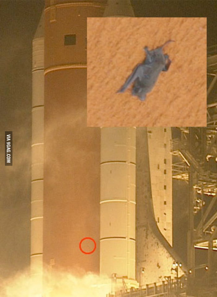 On this day, March 15, 7 years ago a brave little bat wanted to explore ...