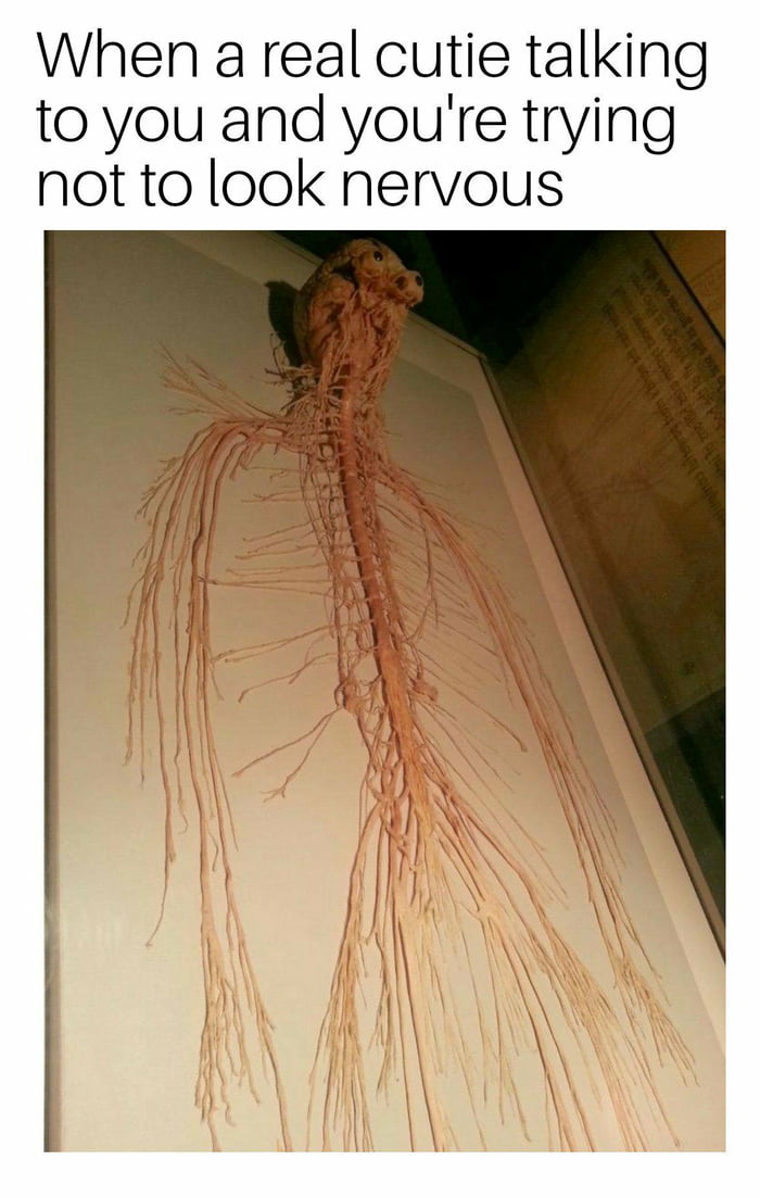 Human Anatomy Jokes at Judy Moore blog