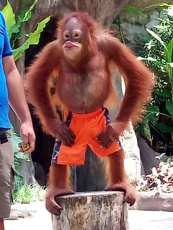 Orange, the orangutan. - 9GAG