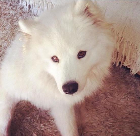 This is Mishka. Sometimes my family calls her Moo or Mufasa 🐾 ️ - 9GAG