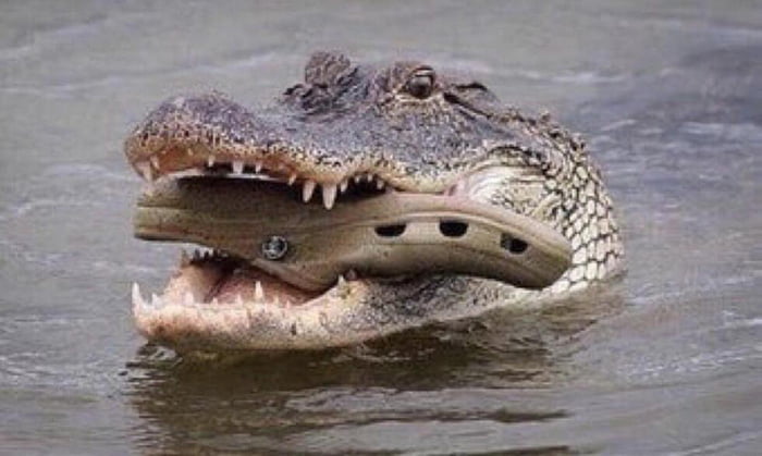 Croc cannibalism! - 9GAG