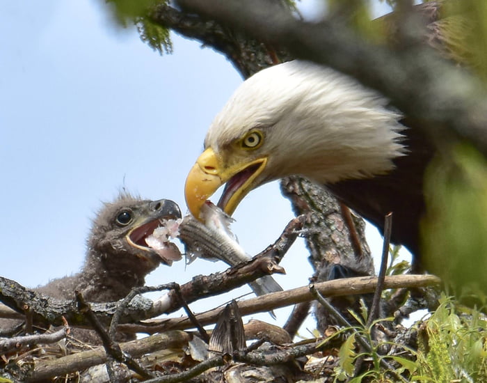Amazing picture of an eagle feeding it's young - 9GAG