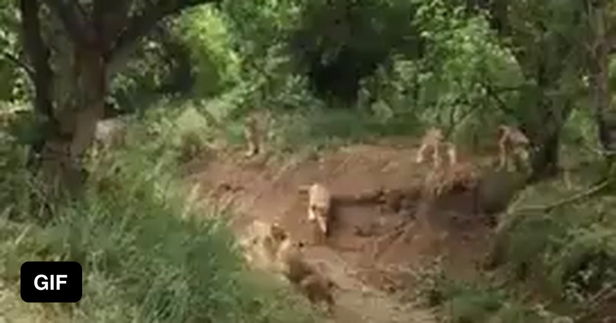 Honey badgers strike back! - 9GAG