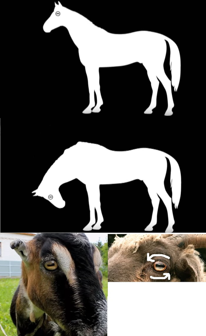 Did you know that goats rotate their eyes to keep their pupils ...