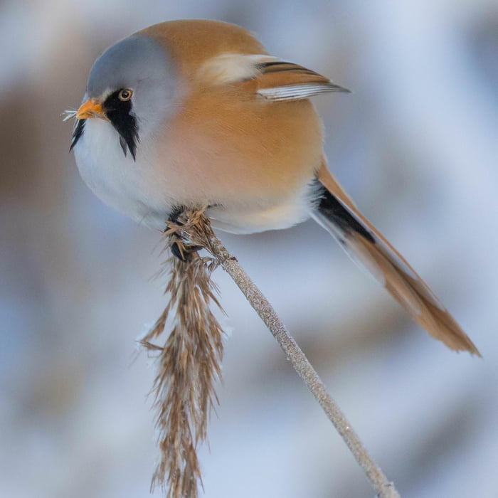 The Bearded Reedling - 9GAG