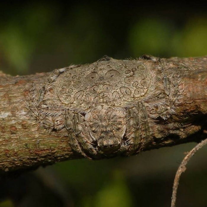 Dolophones conifera, known as the wrap-around spider,is a species of ...