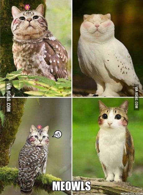 Meowls - 9GAG