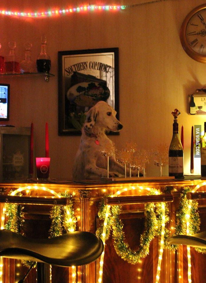 Our dog has recently discovered she can jump up onto our bar stools. - 9GAG