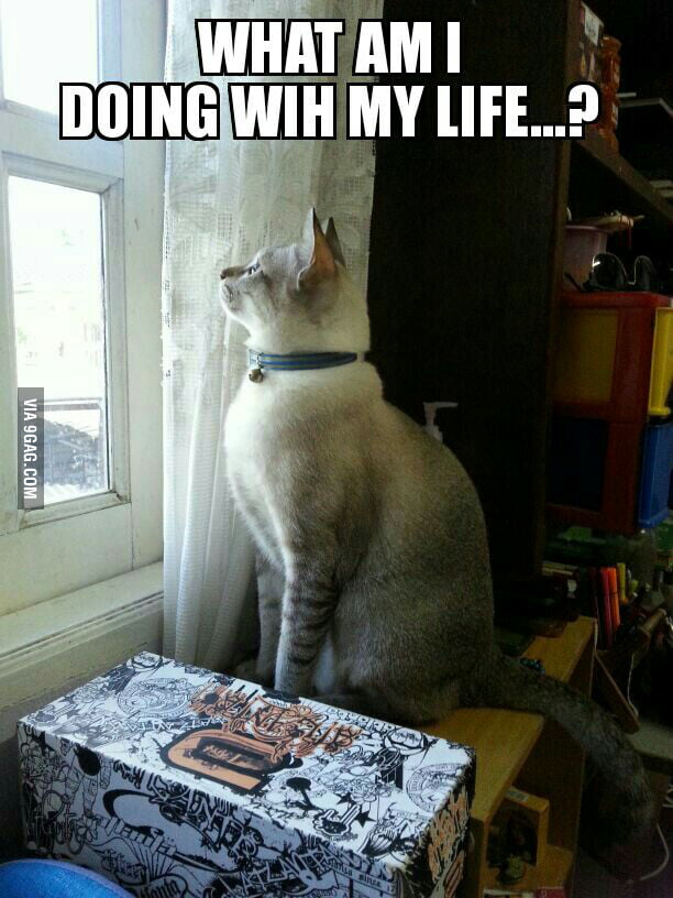Pondering cat - 9GAG
