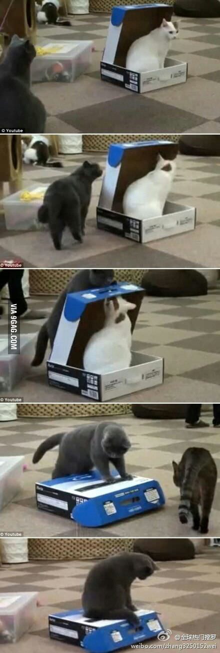 Kidnapper cat. - 9GAG