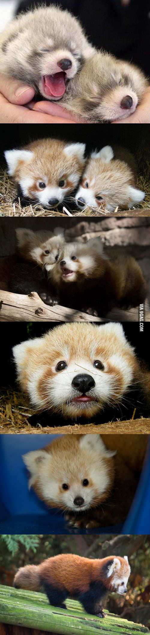 Cute red panda younglings - 9GAG