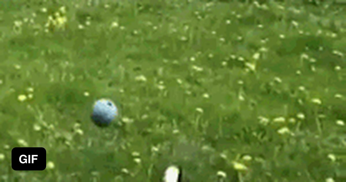 Slow motion dog collision... it's beautiful in a way - 9GAG