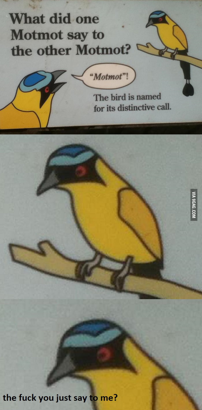 What did one Motmot say to the other Motmot? - 9GAG