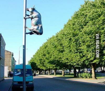 Googled "Cow climbing tree." Was not disappointed - 9GAG