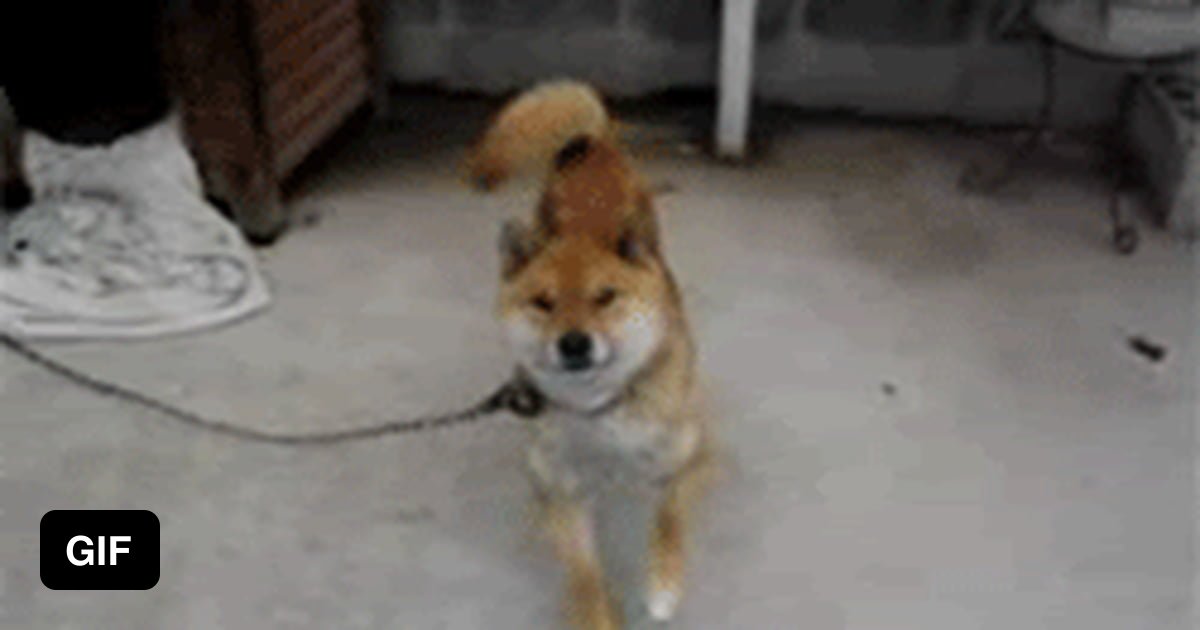 How I feel now that I've received my first doge coin - 9GAG