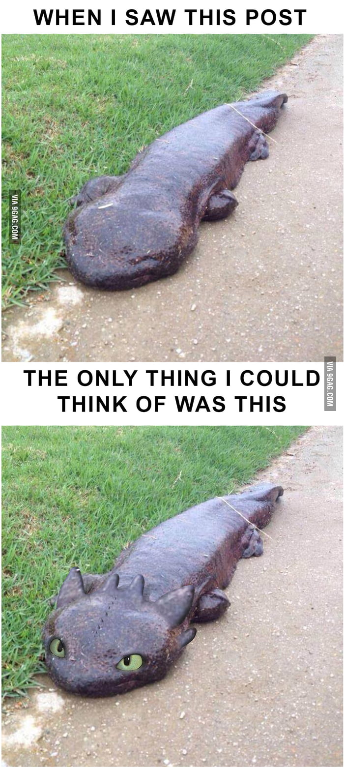 The Real Toothless - 9GAG