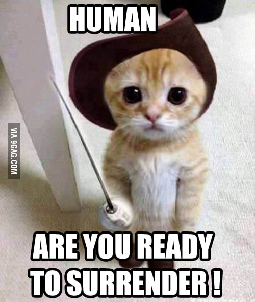 Surrender please.. - 9GAG