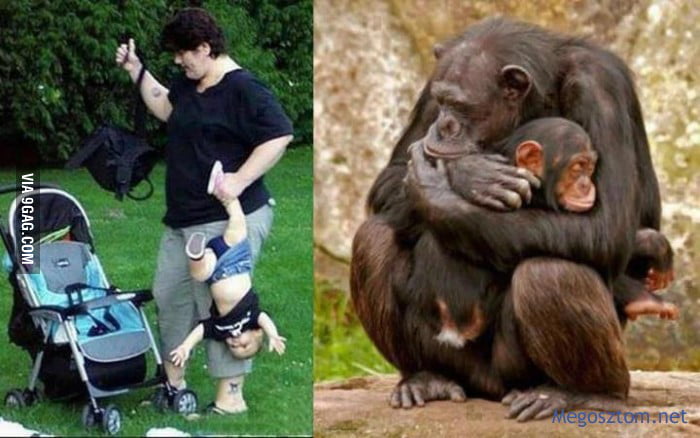 Human vs monkey - 9GAG
