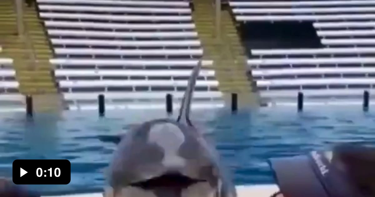 Eek Eek kissing dolphin - 9GAG