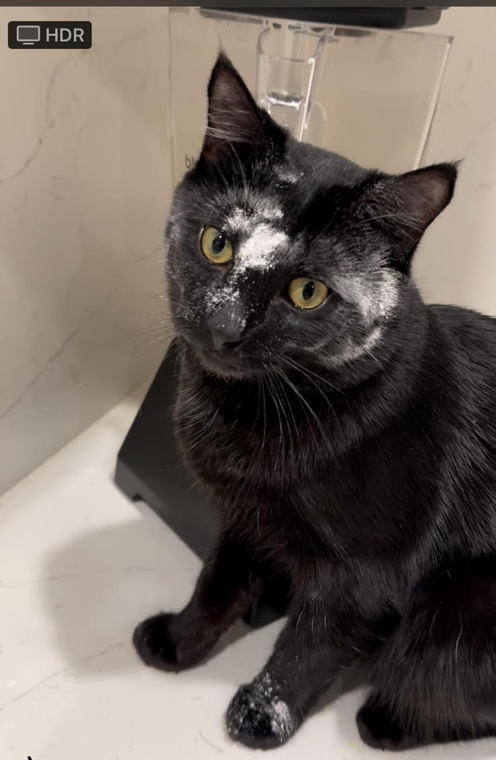 Move over Cocaine Bear, there's a new cat in town - Cocaine Cat ...