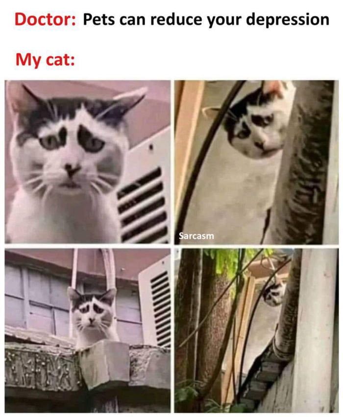 You know what can reduce stress, seeing memes in a platform meant for ...