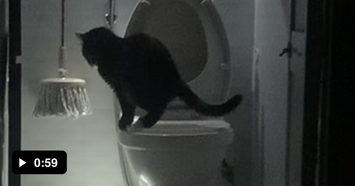 Cat shit in toilet - 9GAG
