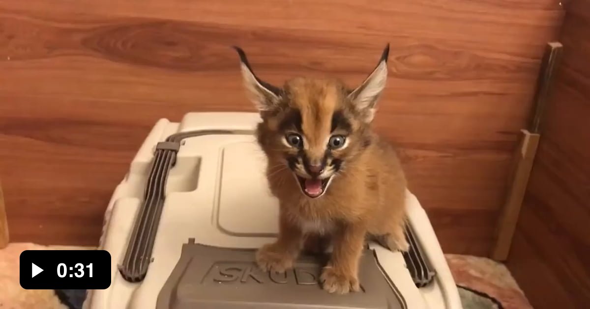 Caracal screams for food - 9GAG