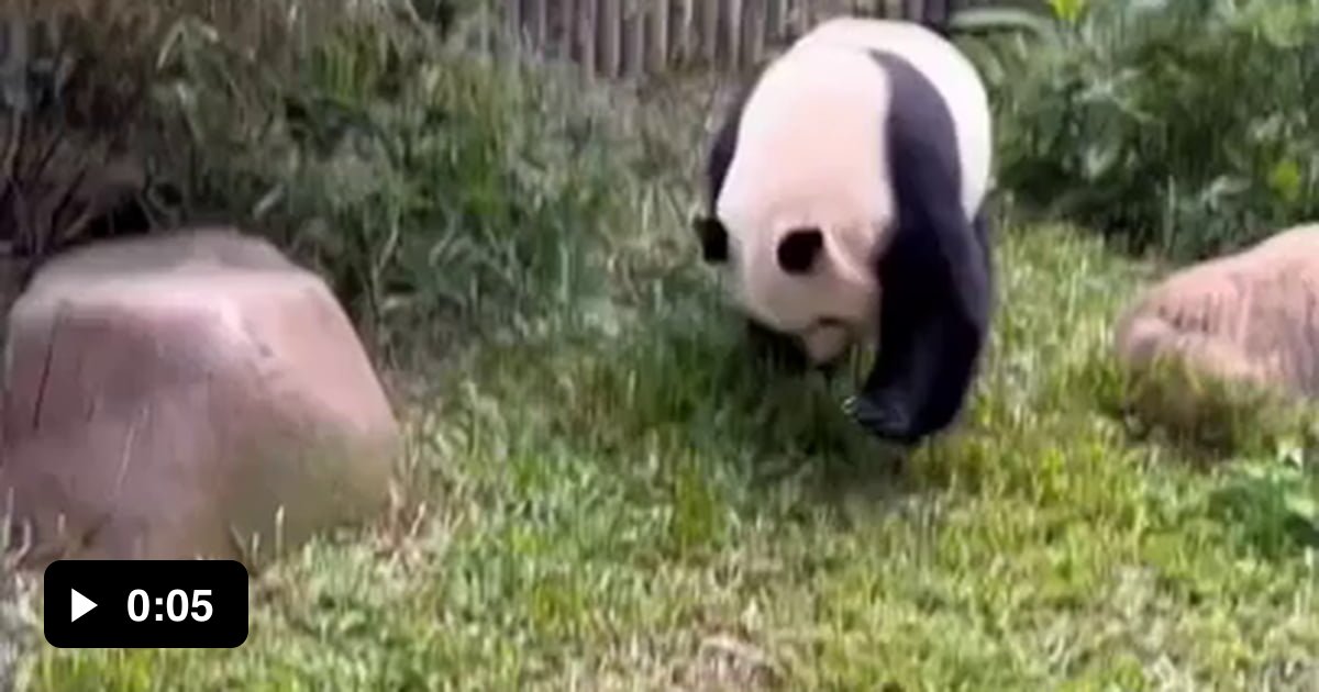 This panda is tumbling down the hill and still landing perfectly. - 9GAG
