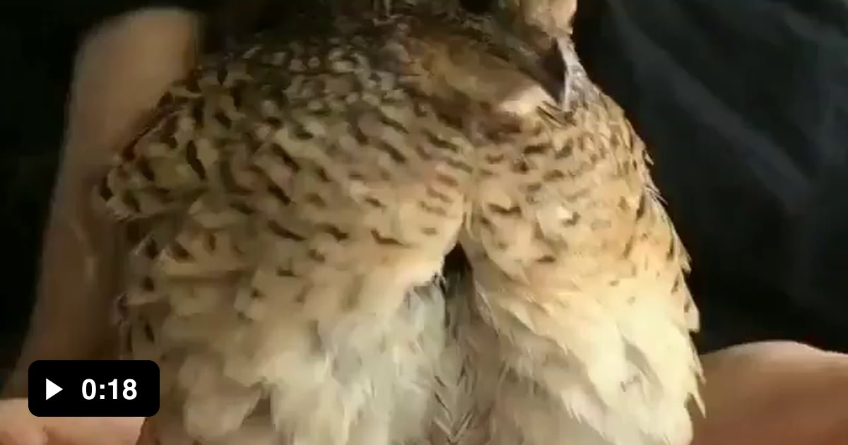 Congratulation - 9GAG