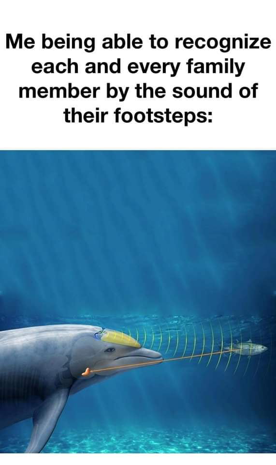 Well you know, I am something of a dolphin myself - 9GAG