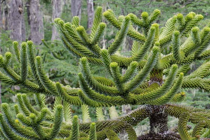This is a monkey puzzle tree. It is an endangered evergreen that is ...