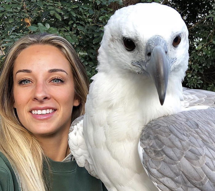 This Female White Bellied Sea Eagle - 9GAG