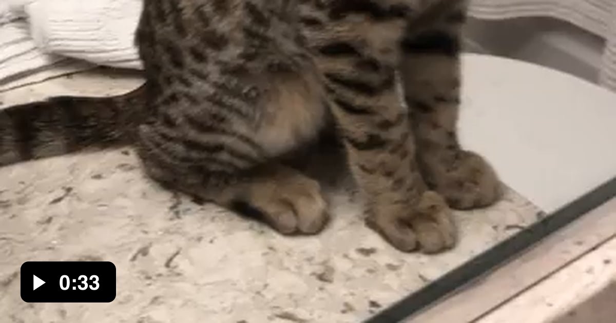 Savannah kitten and her 1st time seeing her reflection - 9GAG