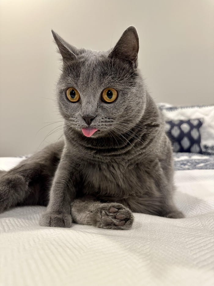 Blep - 9GAG