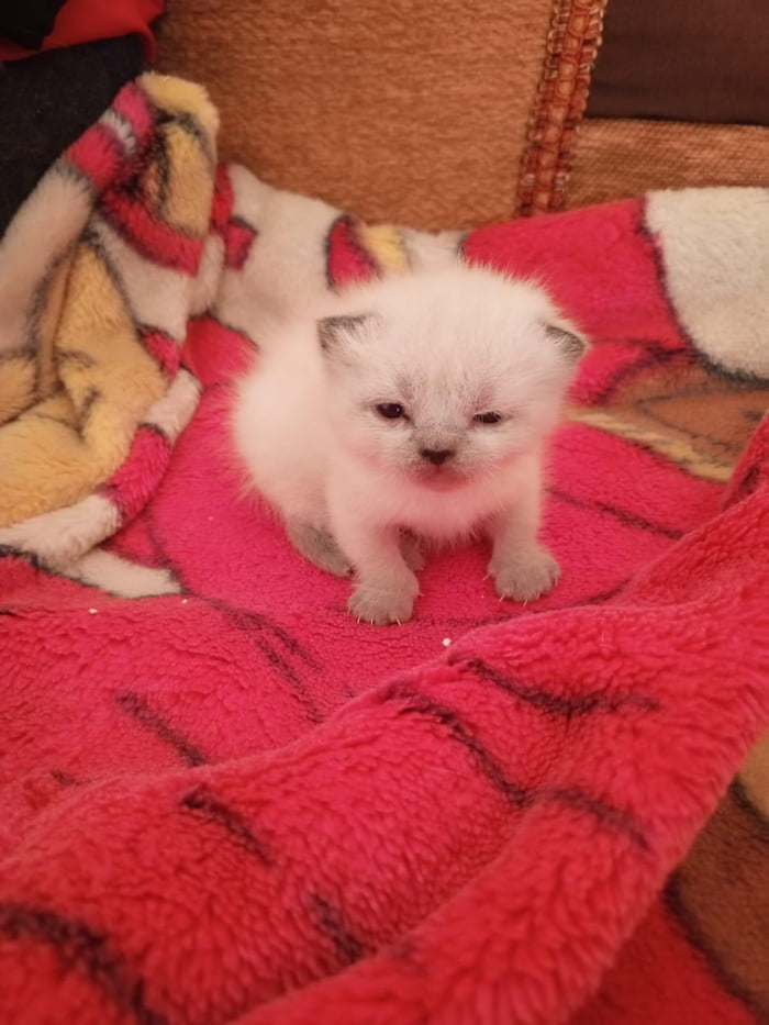 2 weeks old smol boi - 9GAG