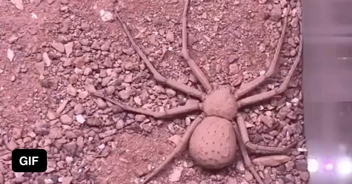 This Six-eyed Spider burying herself into the sand - 9GAG